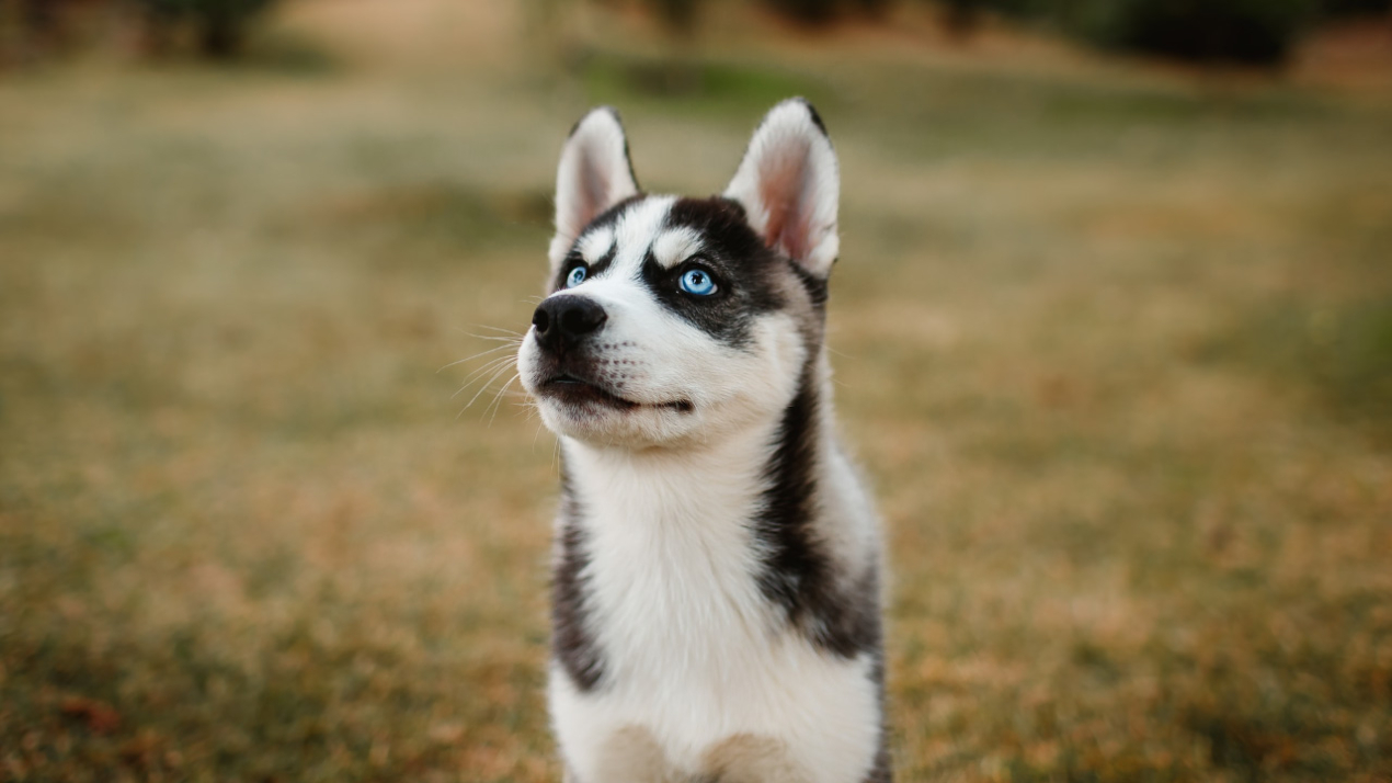 El Encantador Husky Siberiano: Lo que debes saber sobre el Seductor ...