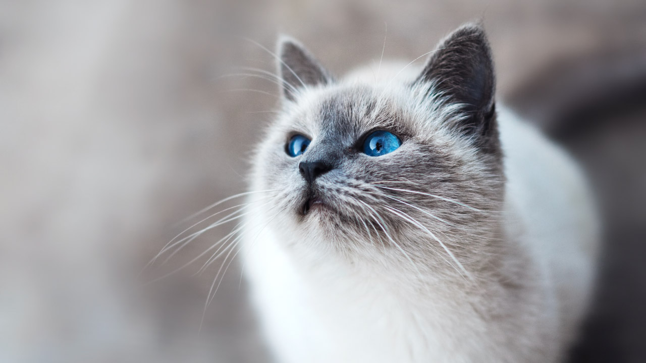 Cómo elegir la raza de gato correcta para ti - PuntoZoo