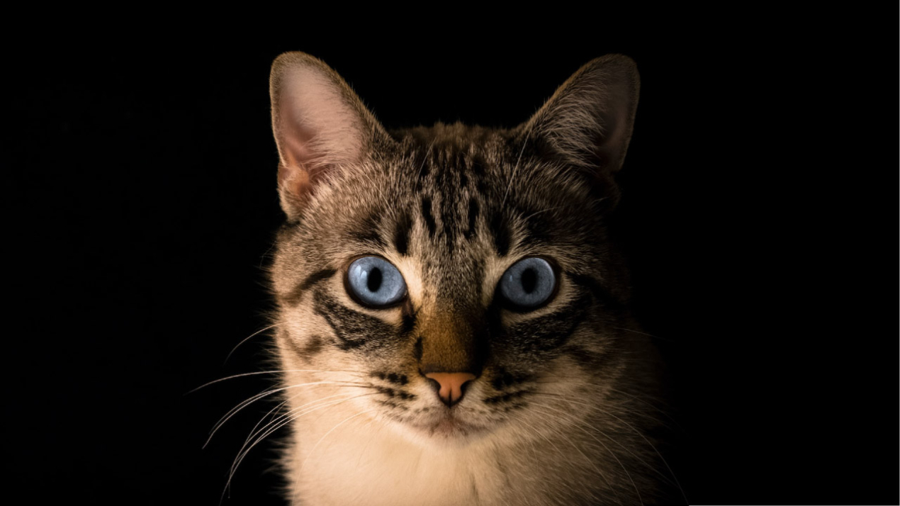 10 Datos Curiosos de los Gatos que Desconocías - PuntoZoo