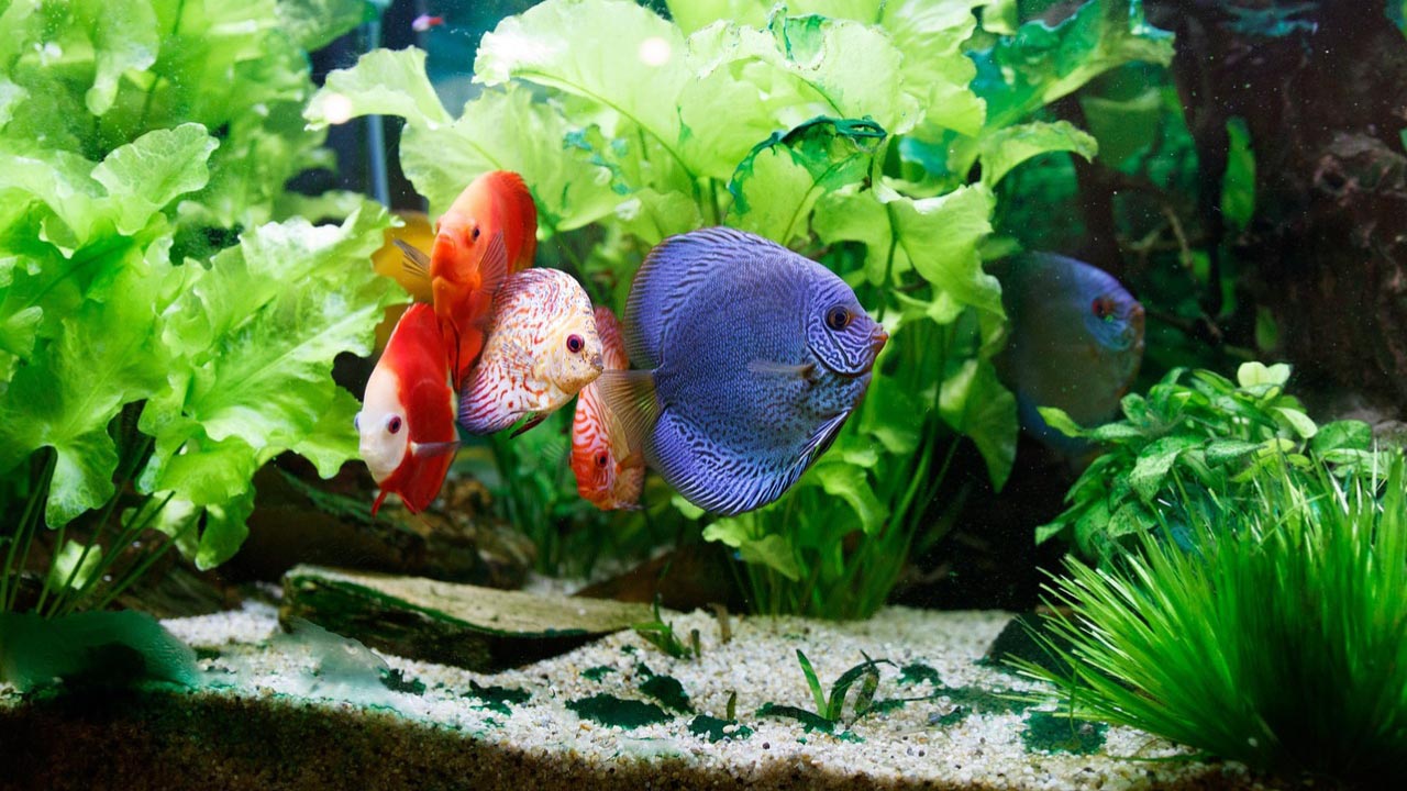 Cómo Limpiar tu Pecera de la Forma Correcta - PuntoZoo